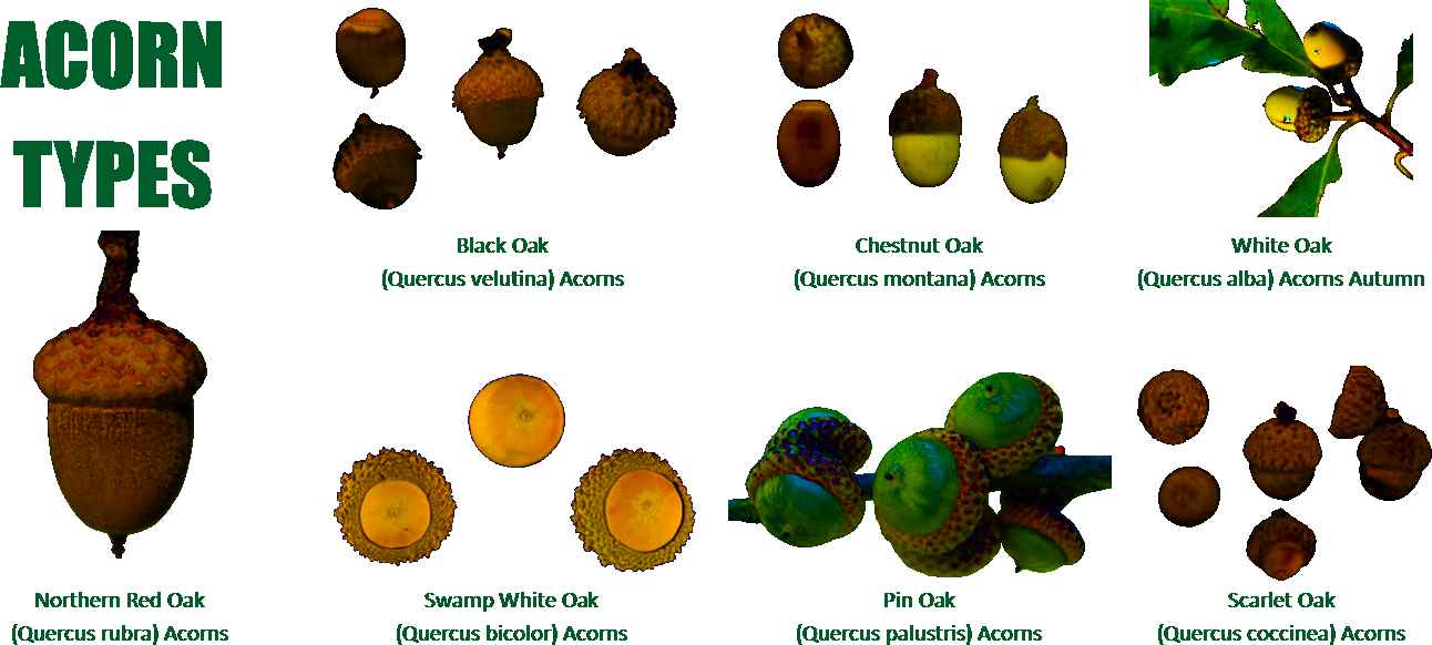 The Oak Tree | Passionists Pray